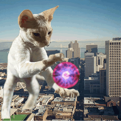 Feline-Fidelity